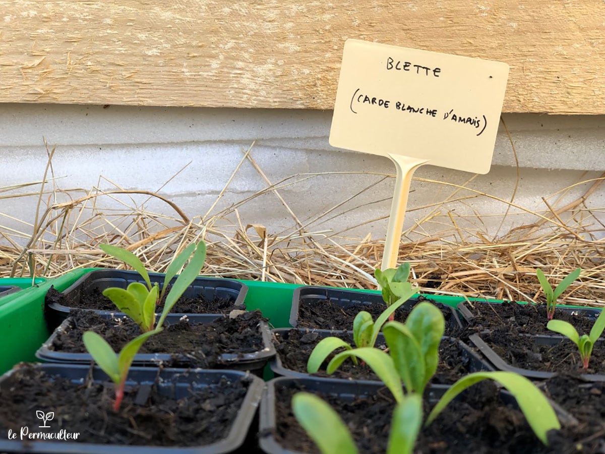 Cultiver les blettes en permaculture | Le Permaculteur
