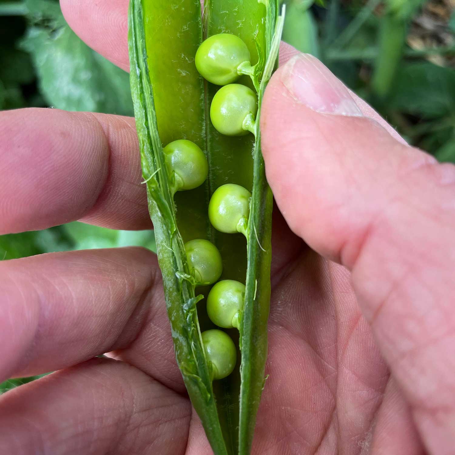 Cultiver les pois en permaculture | Le Permaculteur