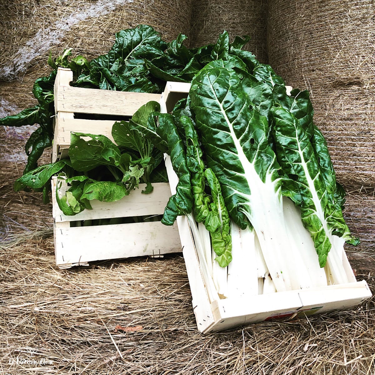 Comment faire des semis de blettes ? | Le Permaculteur